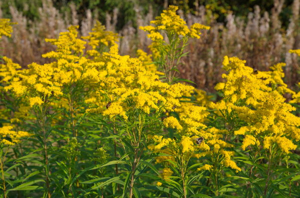 Néophytes envahissantes au jardin - Que faire contre eux