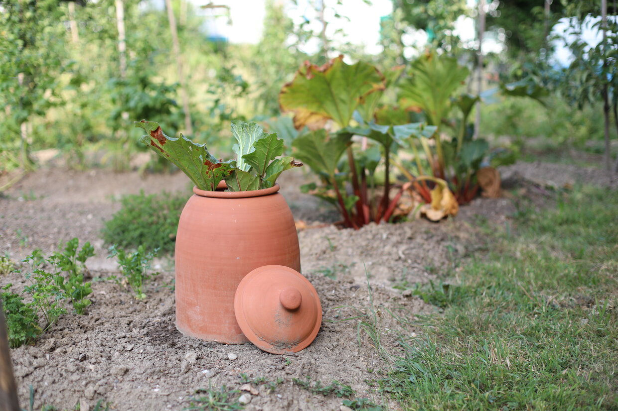 Gemüse bleichen mit der Bleichglocke