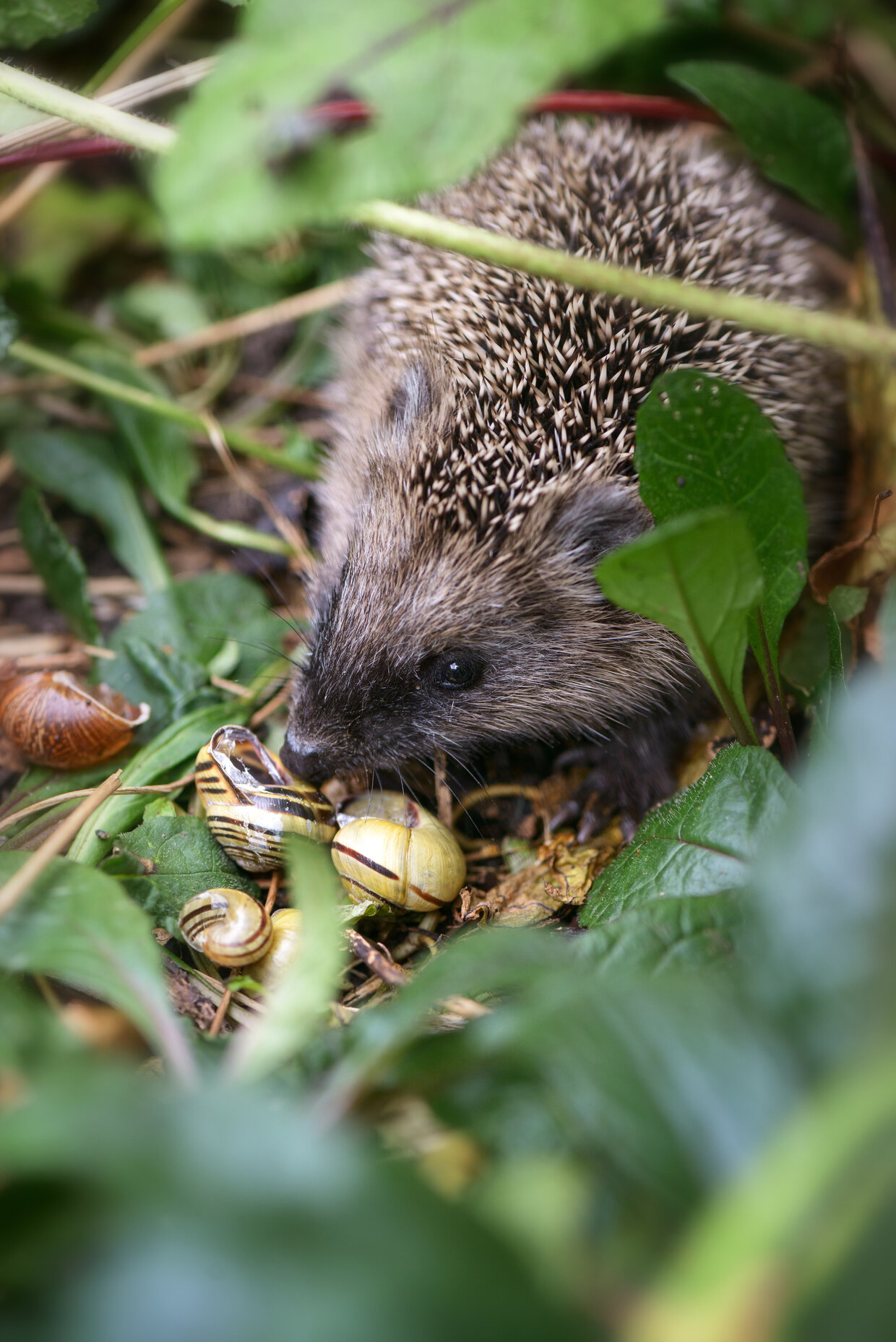 Der Igel im naturnahen Garten