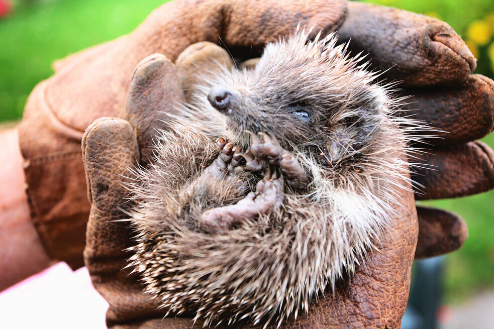 Der Igel im naturnahen Garten