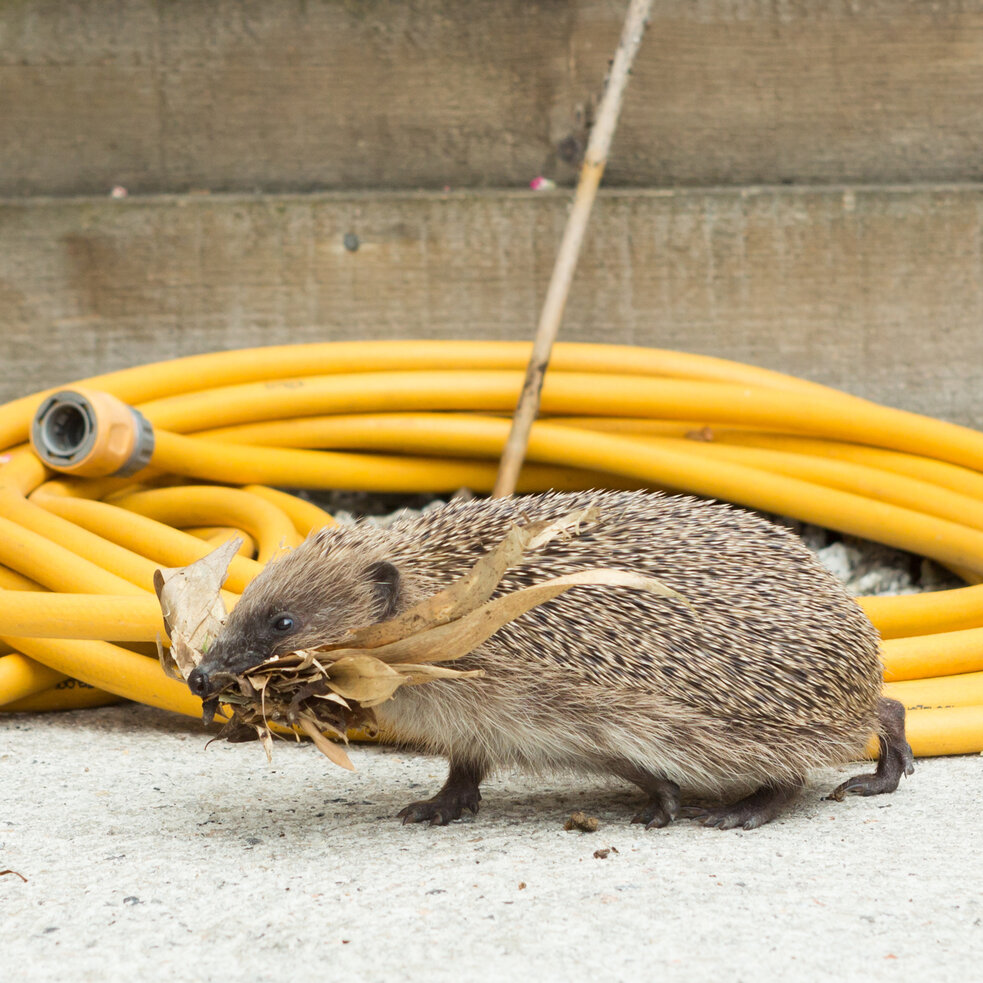 Der Igel im naturnahen Garten