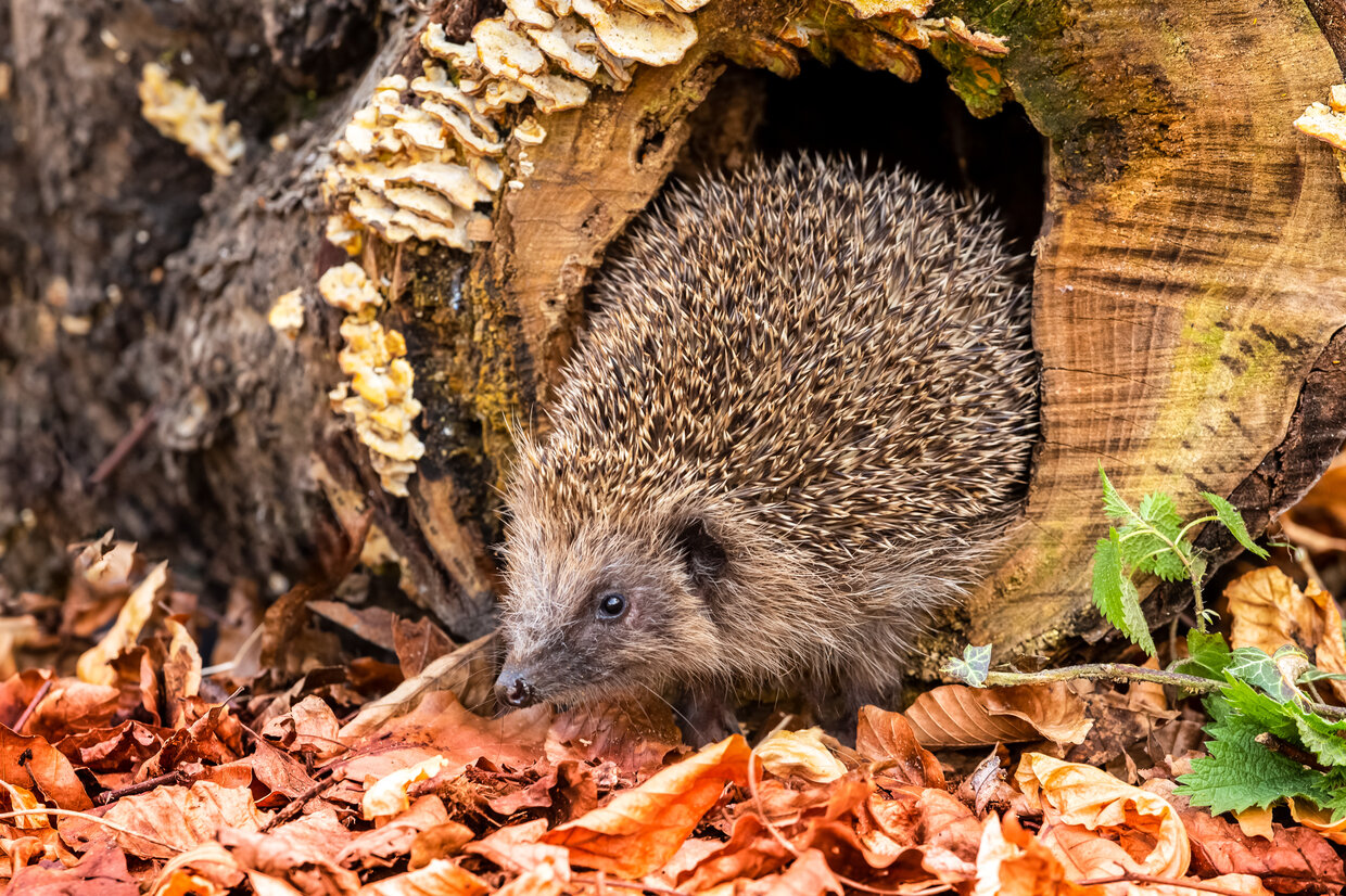 Der Igel im naturnahen Garten