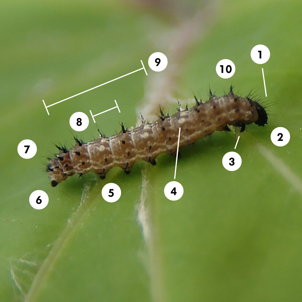 Tag- und Nachtfalter - Schmetterlinge im Garten