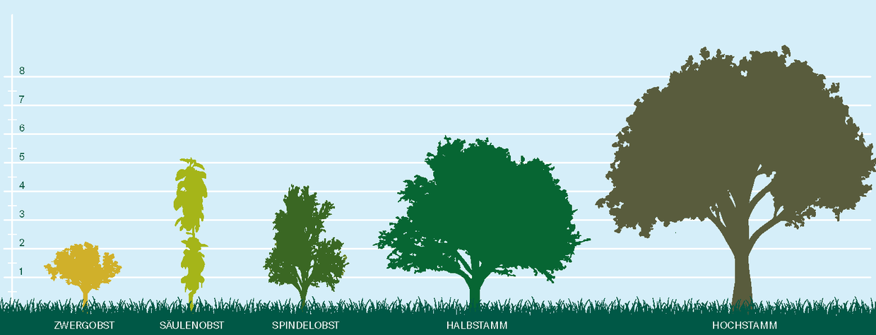 Obstbäume – Wuchsformen & Pflege